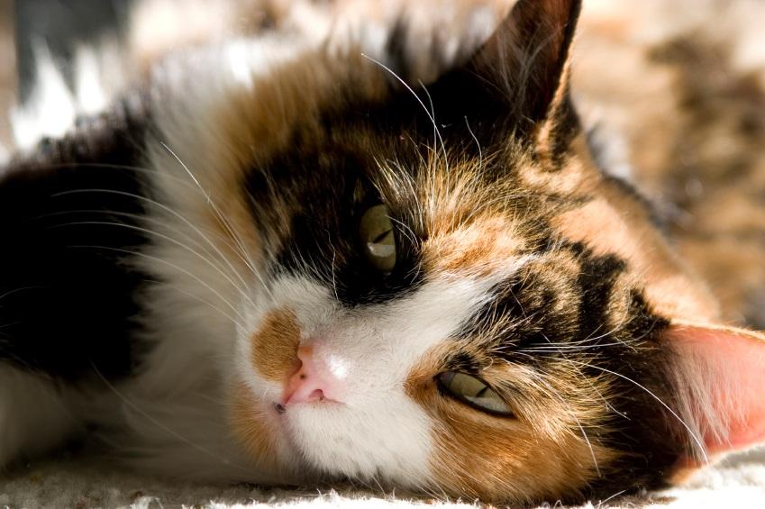 Calico Cat Names Gallery Slideshow Calico Cat Names Gallery Slideshow