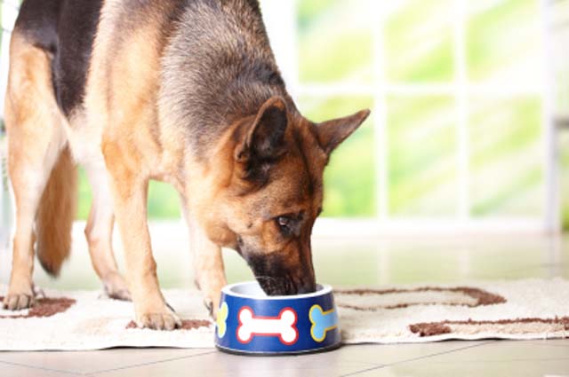 17 Day Diet Food List Cycle One Dog