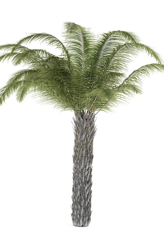 Pictures Of Different Types Of Palm Trees Slideshow pictures-of-different-types-of-palm-trees-slideshow