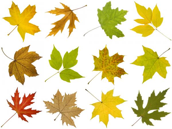 WANTED Maple Leaves For Community Garden Clearwater Farm