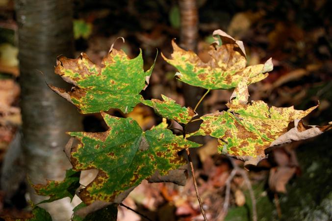 Maple Tree Diseases LoveToKnow