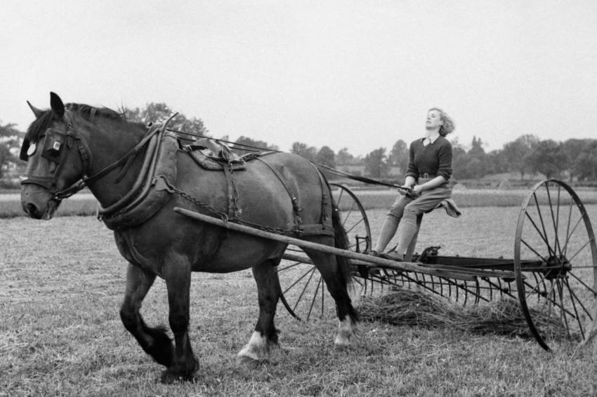 Antique Hay Rake: From Hand Tools to Tractor-Drawn | LoveToKnow