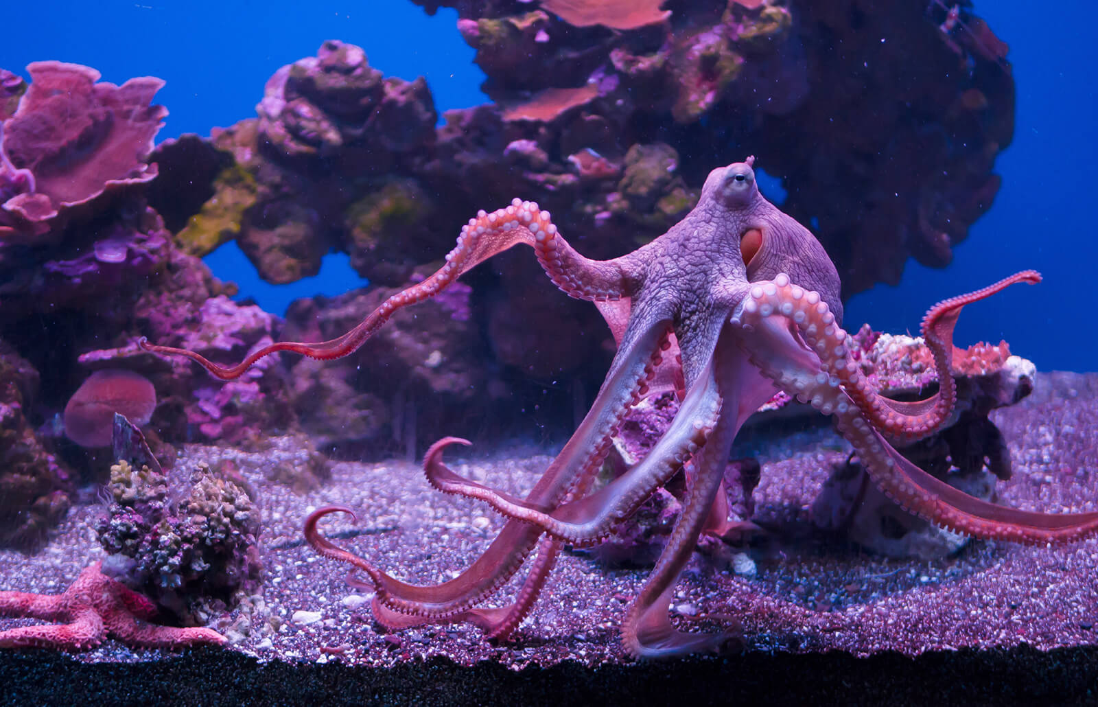 How Much Does It Cost To Buy An Octopus Login Pages Info