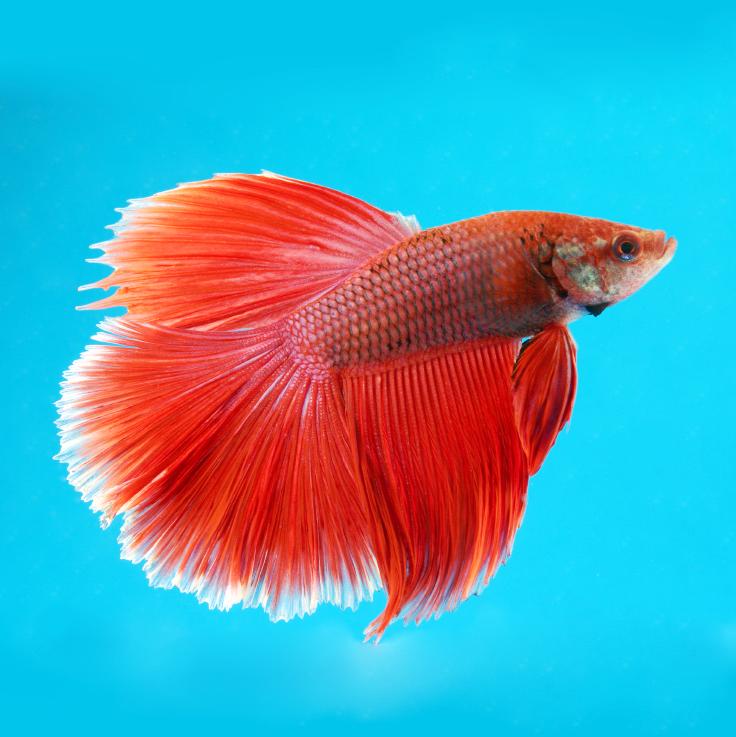 Betta Fish Pictures | LoveToKnow Pets