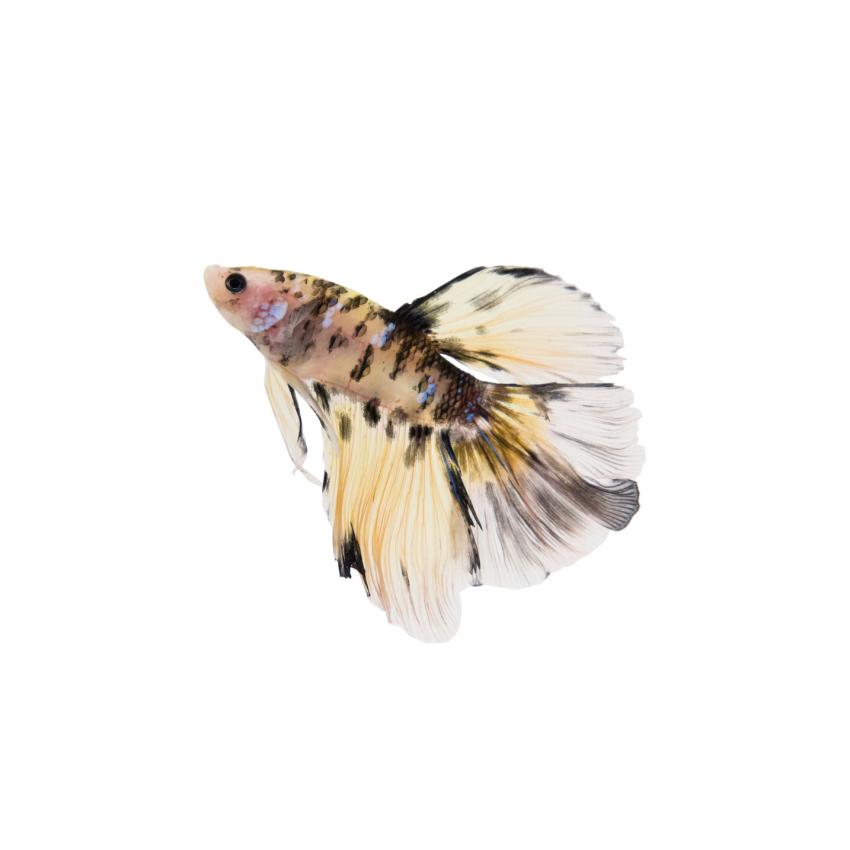 Betta Fish Pictures | LoveToKnow Pets