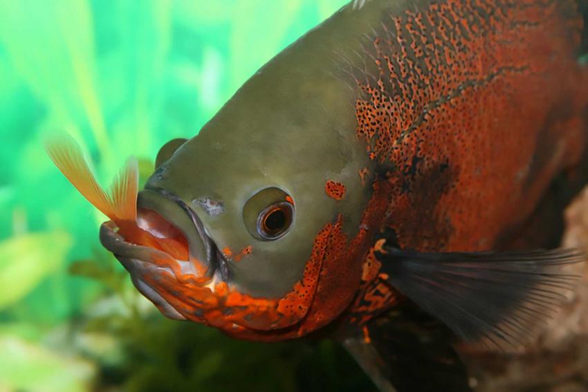 Oscar Fish Pictures and Details | LoveToKnow Pets