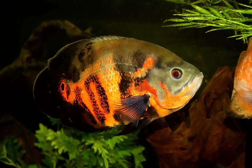 Oscar Fish Pictures and Details | LoveToKnow Pets