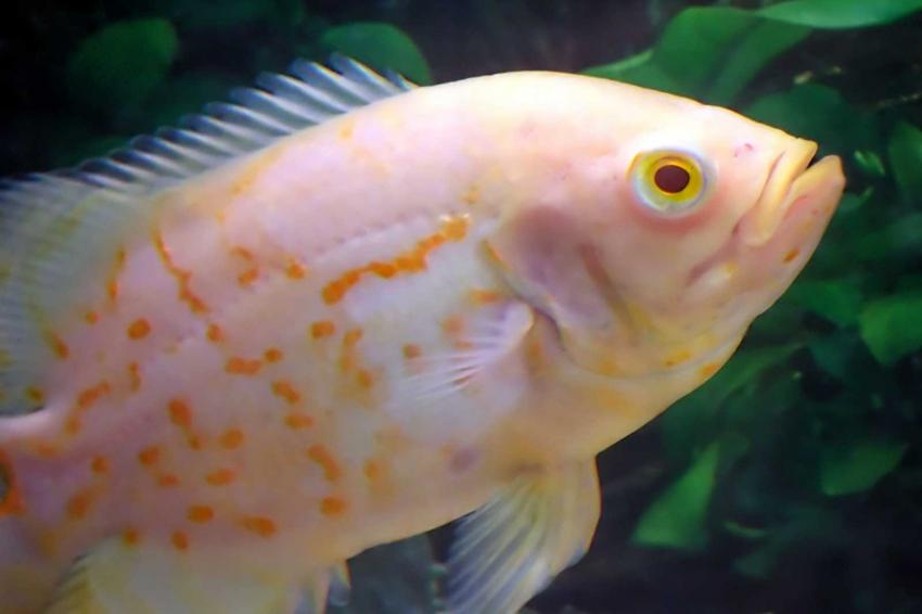 Oscar Fish Pictures and Details | LoveToKnow Pets