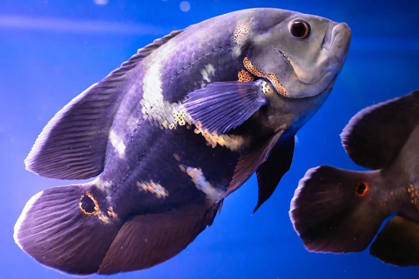 Oscar Fish Pictures and Details | LoveToKnow Pets