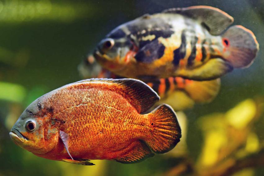 Oscar Fish Pictures and Details | LoveToKnow Pets