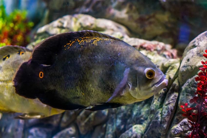Oscar Fish Pictures and Details | LoveToKnow Pets