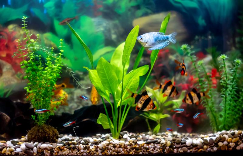 10 Beginner Fish You Need in Your Tank ASAP | LoveToKnow Pets