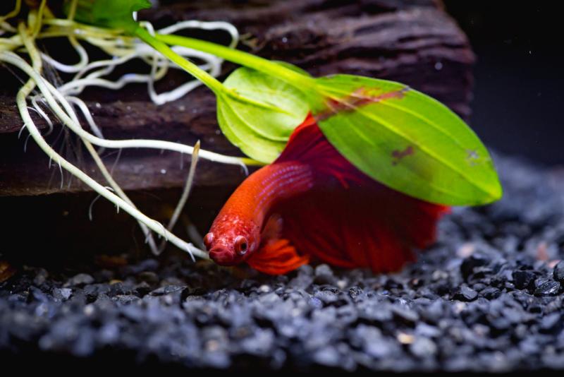 Betta Fish Recognize Their Owners & 6 Ways to Interact With Them ...
