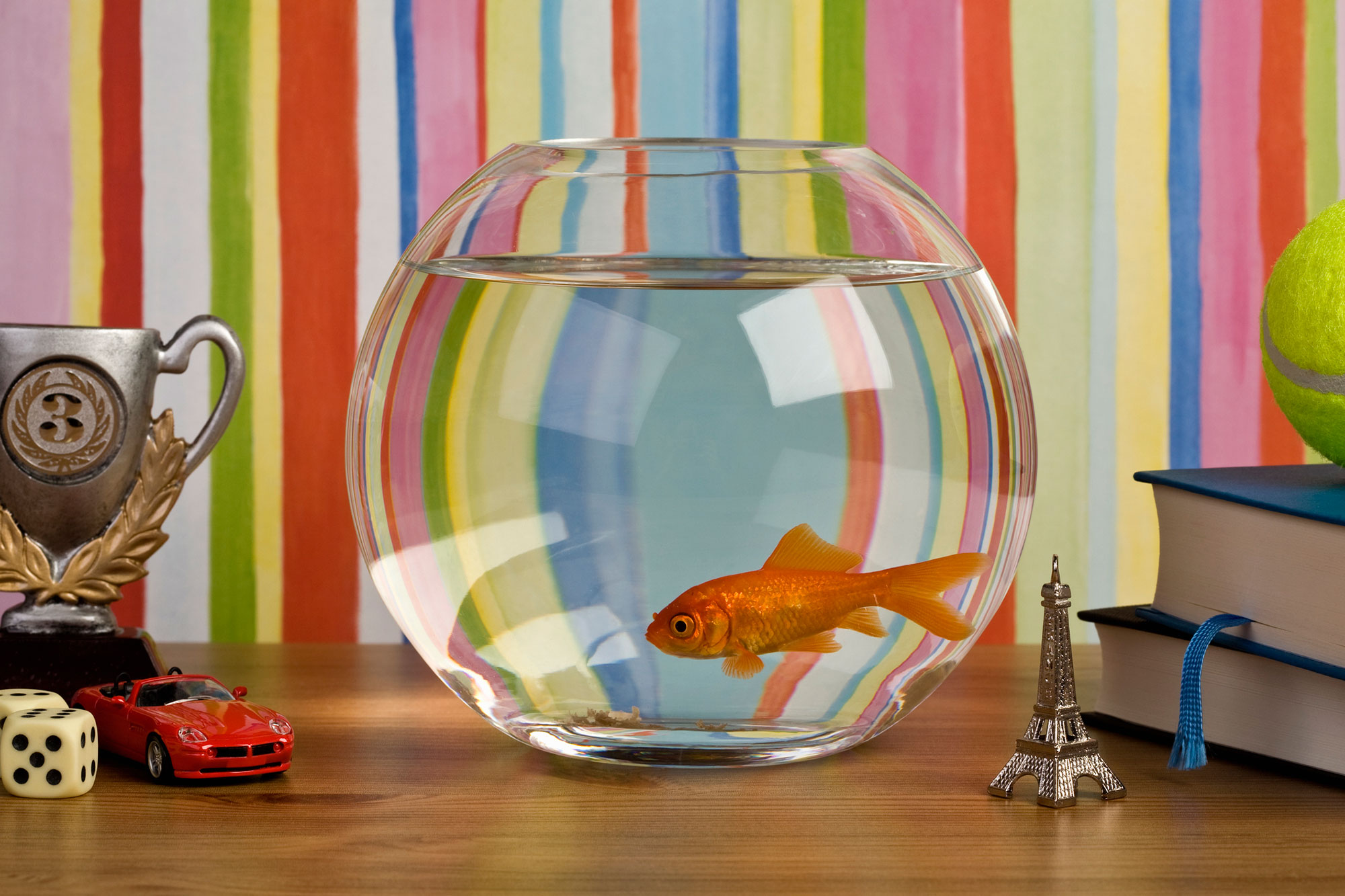 5 Unique Cool Things To Put In A Fish Tank Aquariumia