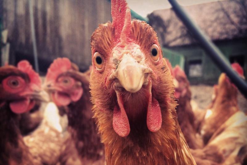 120+ Funny (and Punny) Bird Names for Your Pet | LoveToKnow Pets