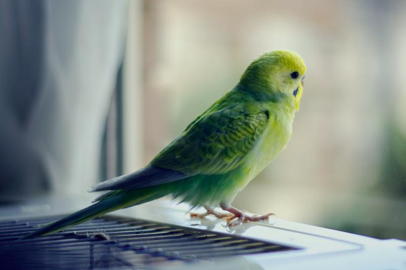 160 Parakeet Names as Bright & Brilliant as Your Pet | LoveToKnow Pets