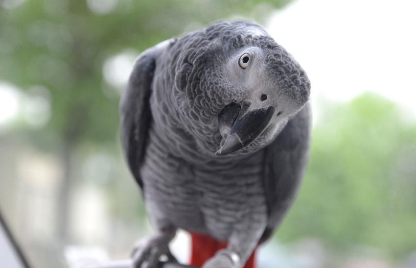 6 Most Expensive Pet Birds With Some Truly Cuckoo Prices | LoveToKnow Pets