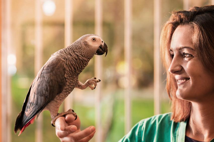 12 Most Popular Animals People Keep as Pets | LoveToKnow Pets