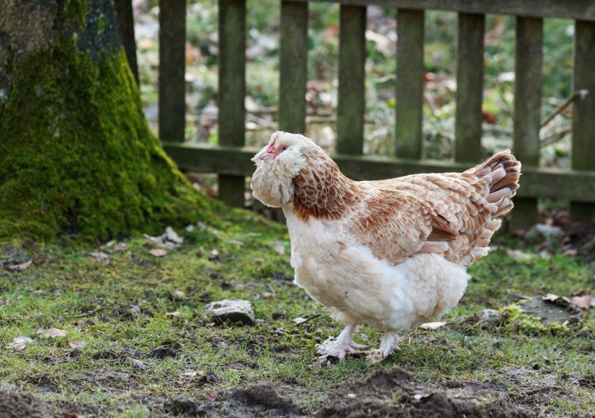 9 Fluffiest Chicken Breeds With Fabulous Flair | LoveToKnow Pets