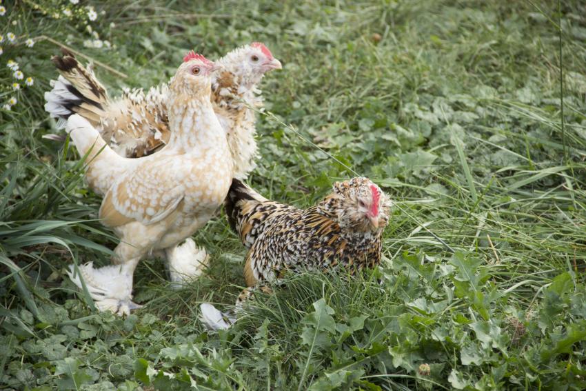 9 Fluffiest Chicken Breeds With Fabulous Flair | LoveToKnow Pets