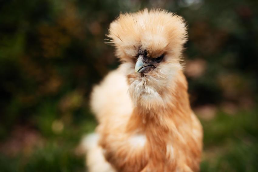 9 Fluffiest Chicken Breeds With Fabulous Flair | LoveToKnow Pets