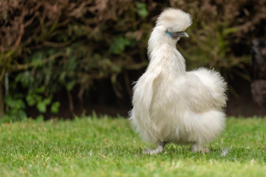 9 Fluffiest Chicken Breeds With Fabulous Flair | LoveToKnow Pets