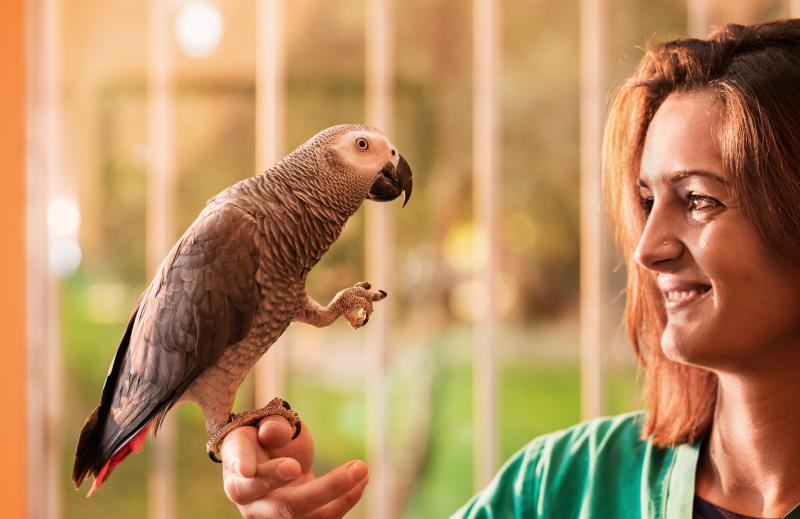 Why Your Pet Bird Is Stressed and How to Manage It Effectively ...