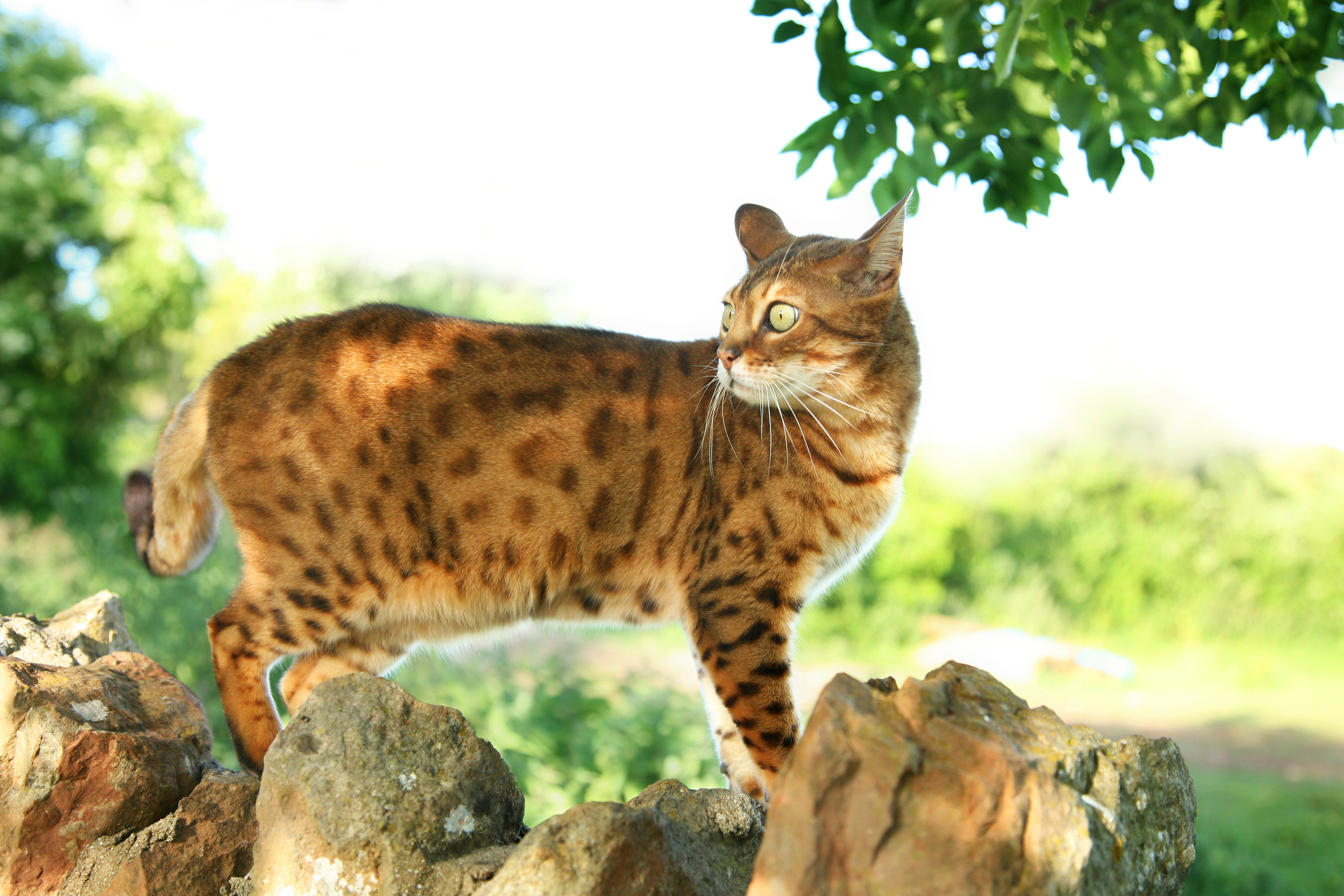 A Cat Breed That Acts Like A Dog A Cat Breed That Acts Like A Dog