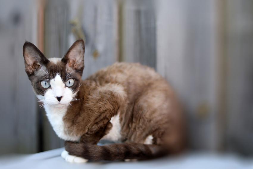 Coolest Looking Cat Breeds: From Exotic to Extraordinary | LoveToKnow Pets