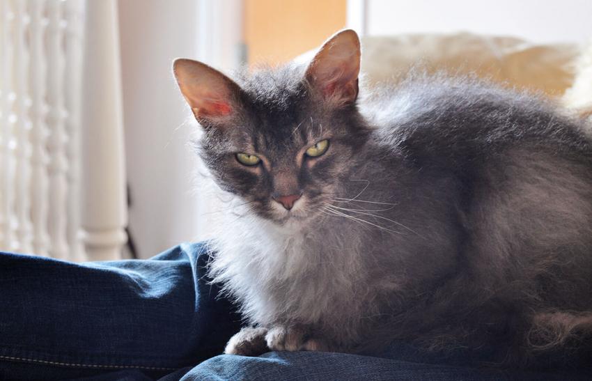 18 Extremely Rare Cat Breeds & Crosses | LoveToKnow Pets