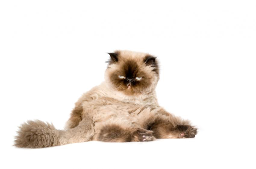 Himalayan Cat Pictures and Breed History | LoveToKnow Pets