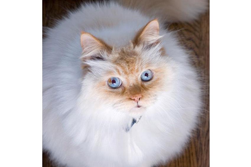13 Purrfect Pictures of Flame, Blue, & Seal Point Himalayan Cats ...