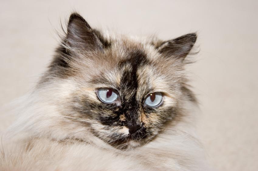 13 Purrfect Pictures of Flame, Blue, & Seal Point Himalayan Cats ...