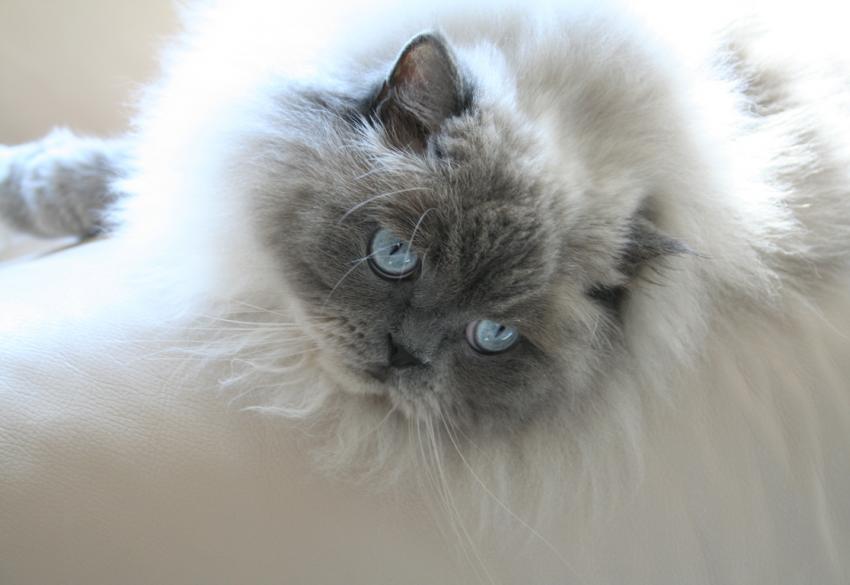 13 Purrfect Pictures of Flame, Blue, & Seal Point Himalayan Cats ...