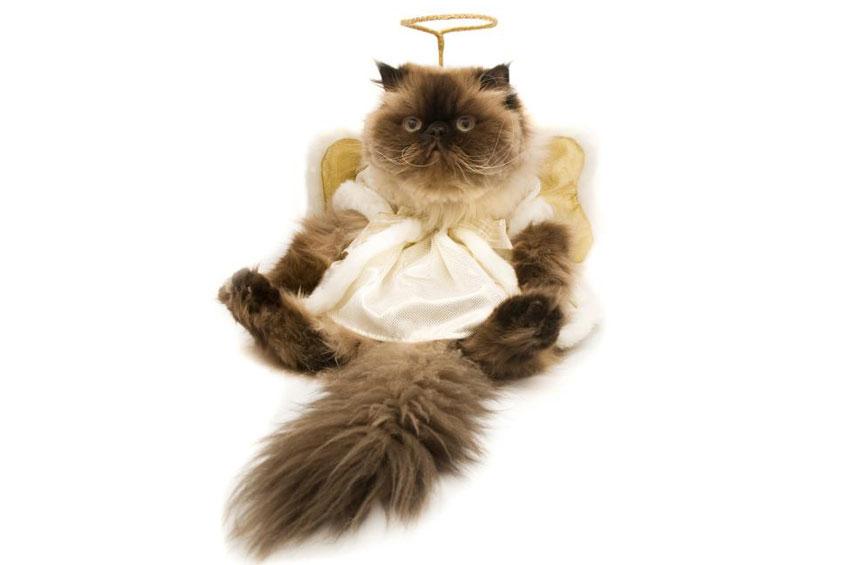 Himalayan Cat Pictures and Breed History | LoveToKnow Pets