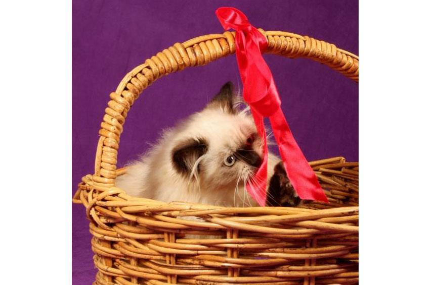 Himalayan Cat Pictures and Breed History | LoveToKnow Pets