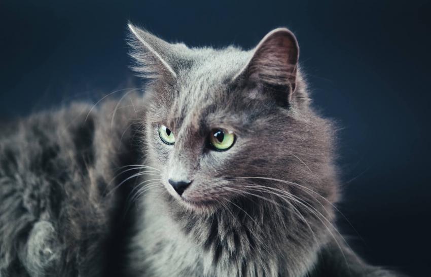 Nebelung Cats: Feline Elegance, Mystery & Rarity, Combined | LoveToKnow ...