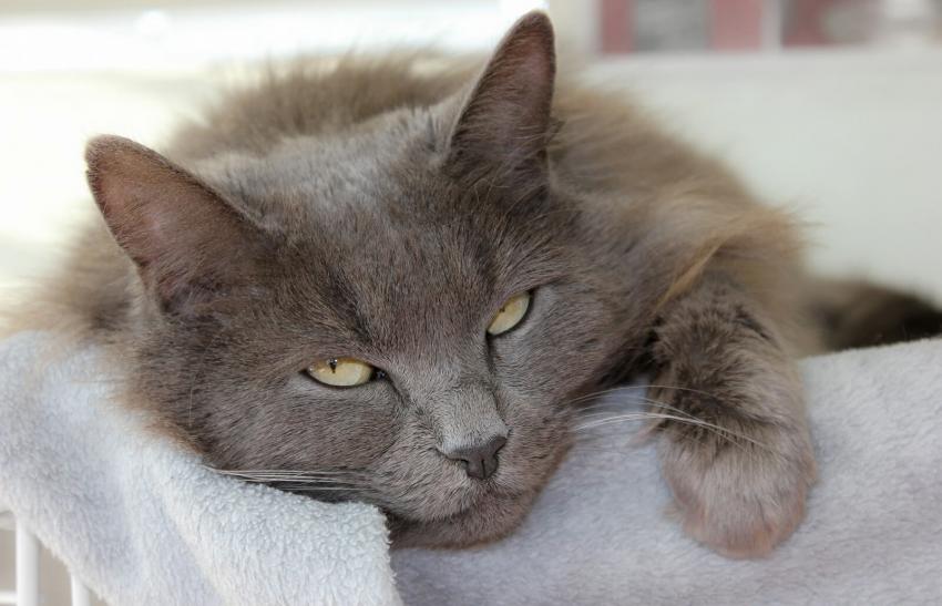 Nebelung Cats: Feline Elegance, Mystery & Rarity, Combined | LoveToKnow ...
