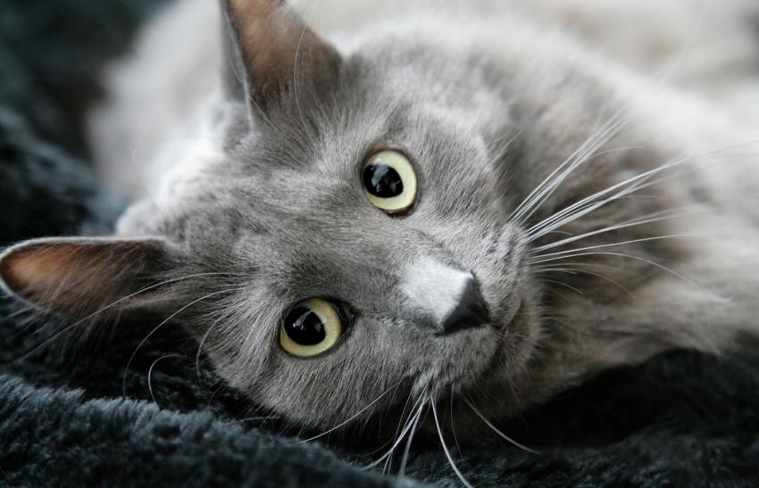 Nebelung Cats: Feline Elegance, Mystery & Rarity, Combined | LoveToKnow ...