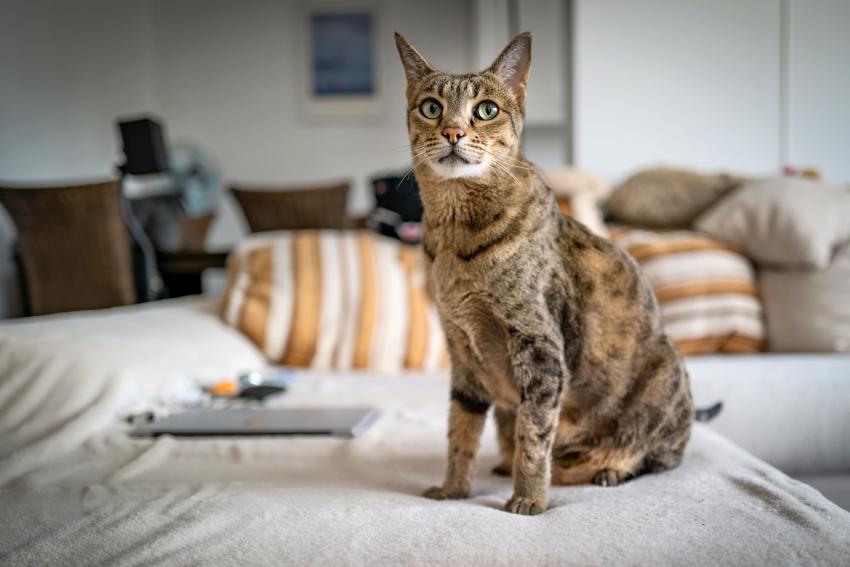 Top 10 Largest Domestic Cat Breeds That Tip the Scales | LoveToKnow Pets