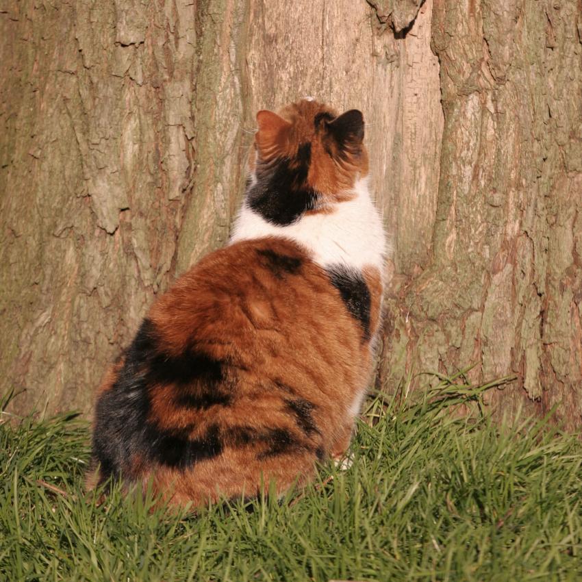 Adorable Calico Cat Pictures | LoveToKnow Pets