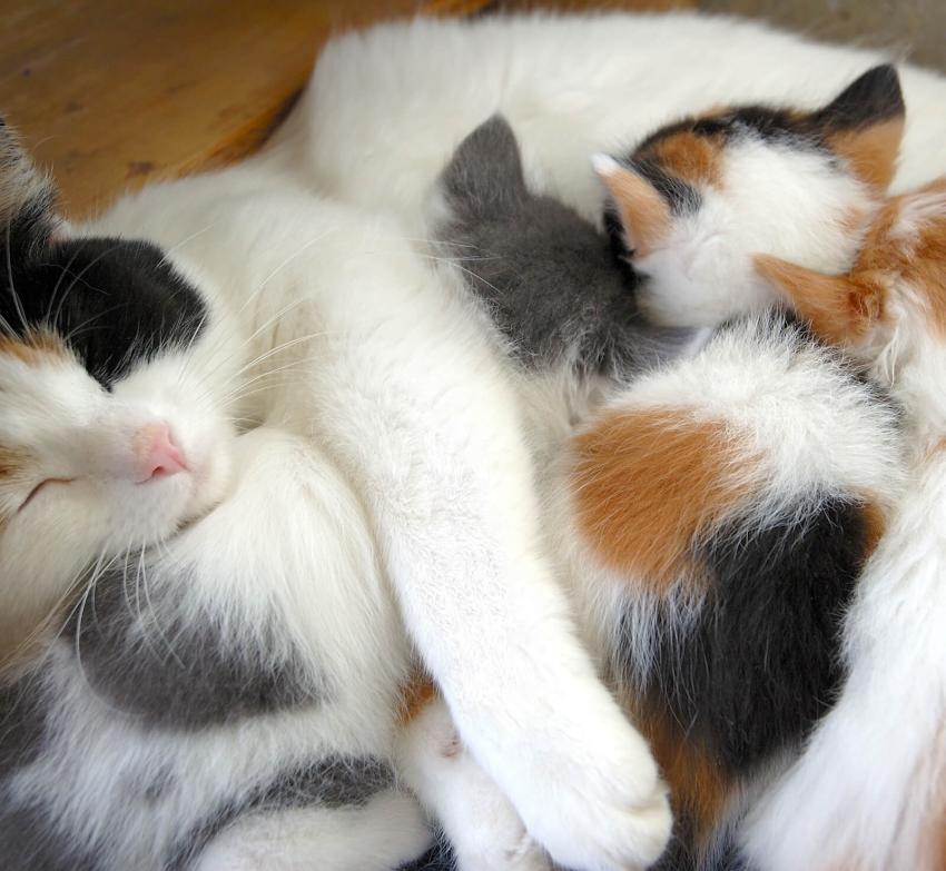 Adorable Calico Cat Pictures | LoveToKnow Pets