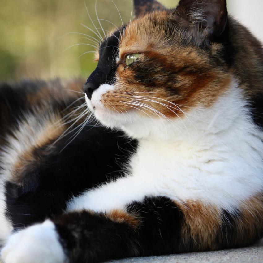 Adorable Calico Cat Pictures | LoveToKnow Pets