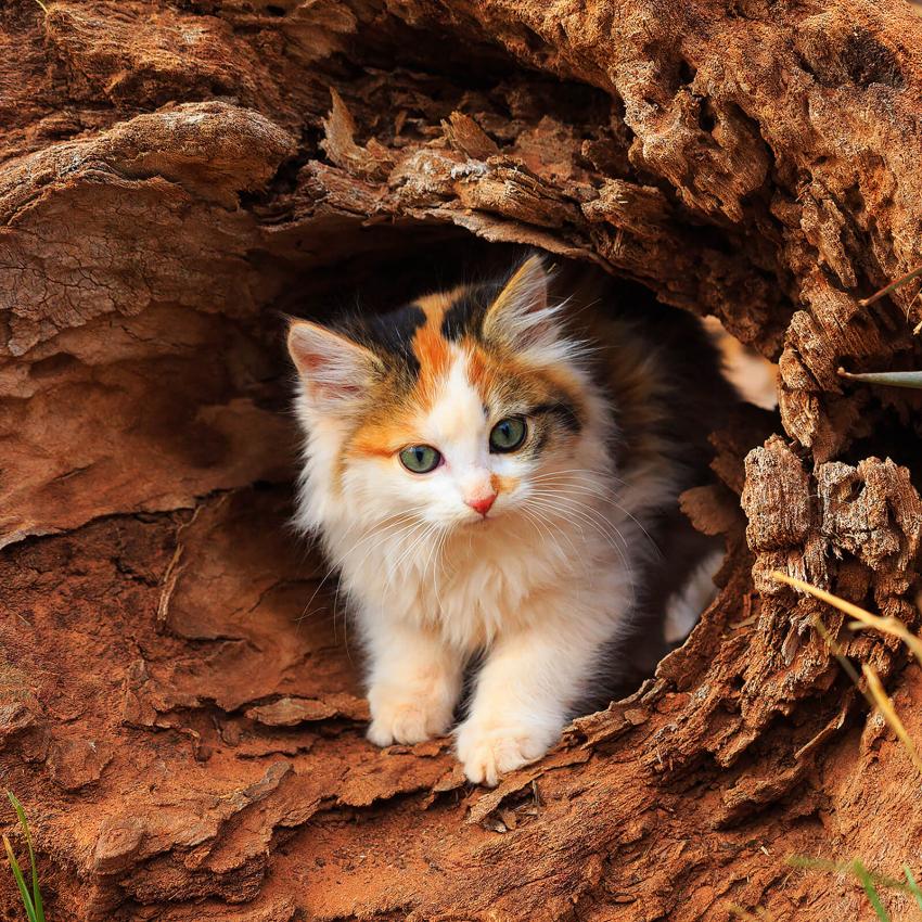 Adorable Calico Cat Pictures | LoveToKnow Pets