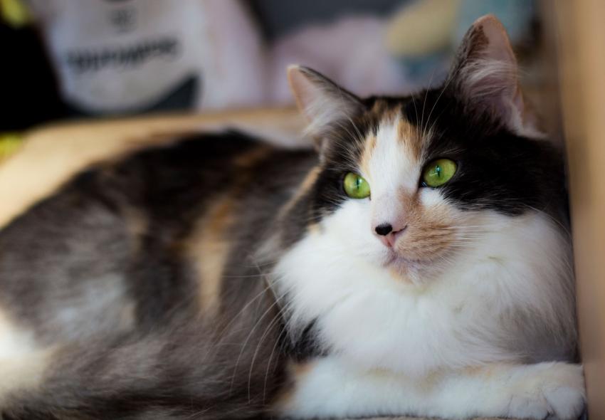 Pictures of Different Cat Breeds | LoveToKnow Pets