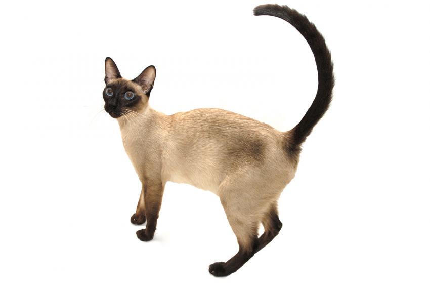 8 Types of Siamese Cats | LoveToKnow Pets
