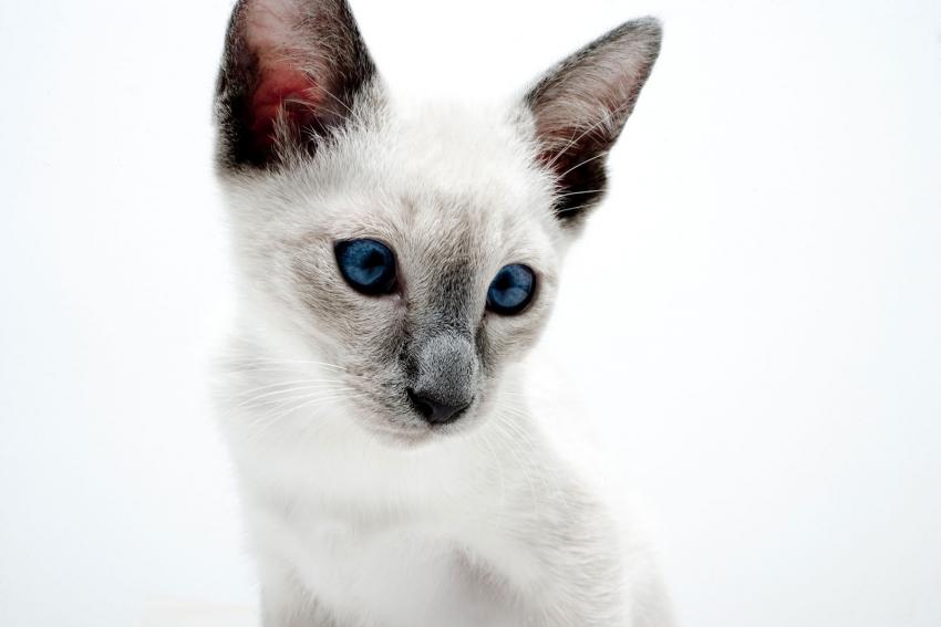 8 Types of Siamese Cats | LoveToKnow Pets