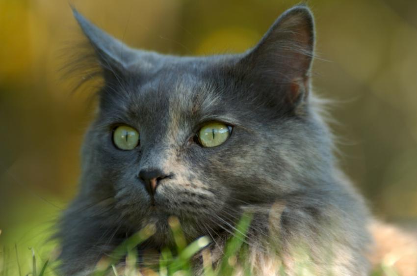 12 Maine Coon Cat Pictures That Show Off Their Purr-Sonalities ...