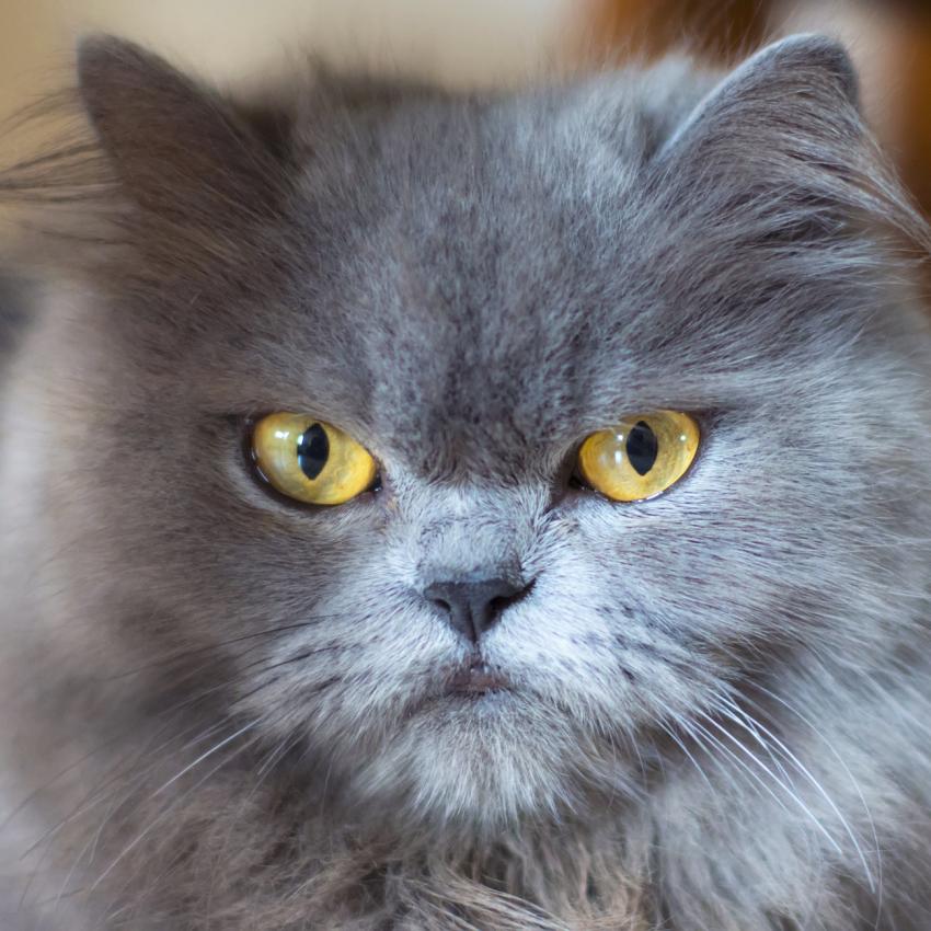 Irresistible Persian Cat Pictures | LoveToKnow Pets