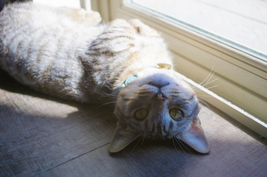 21 Small Cat Breeds That Are as Cute as They Are Compact | LoveToKnow Pets